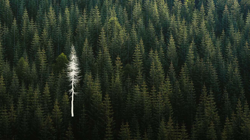 Conserving Forests And Biodiversity A Key To Our Planet S Survival